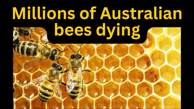 Millions of Australian bees are dying from the Varroa mite, causing a ...